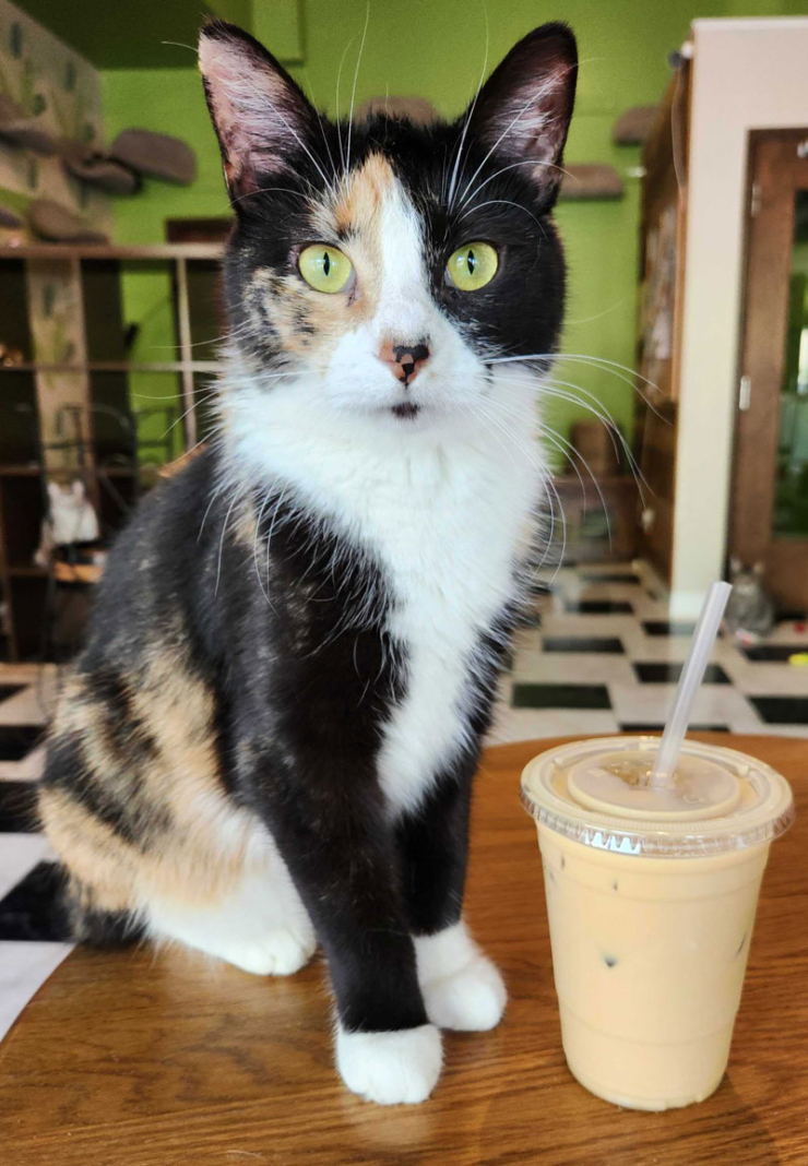Simon the Red and Ginger Boy – The Cafe Meow