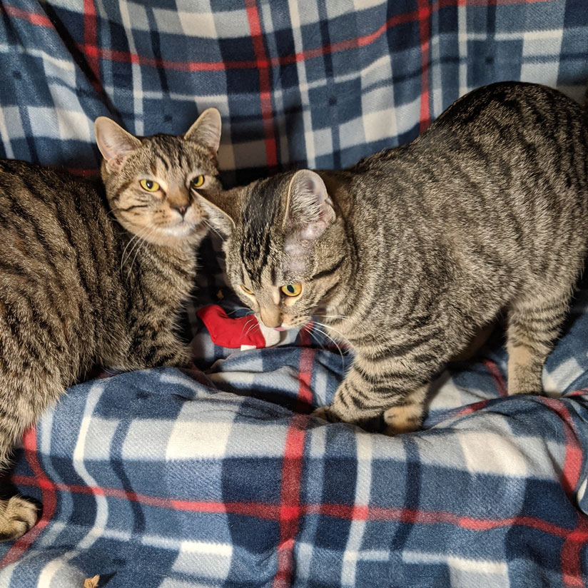 Minnie and Mickey – Adopted! – The Cafe Meow
