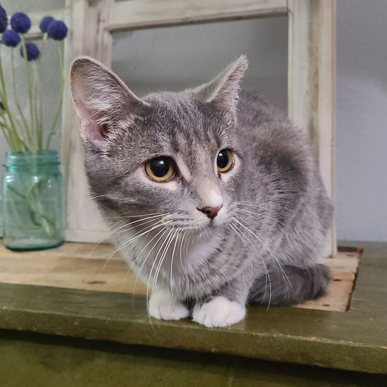 Lucy – The Cafe Meow