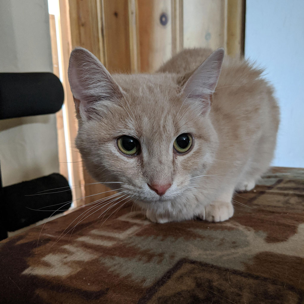 Butterscotch – The Cafe Meow