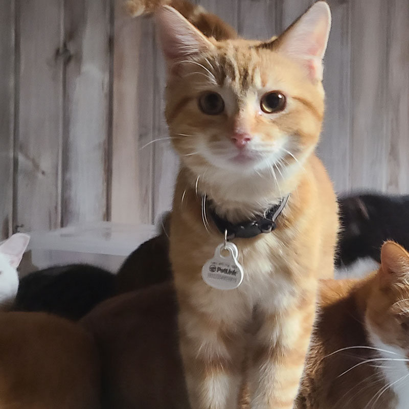 Albedo – Adopted! – The Cafe Meow