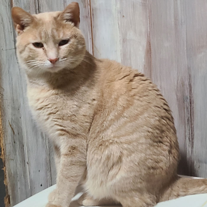 Stone – Adopted! – The Cafe Meow