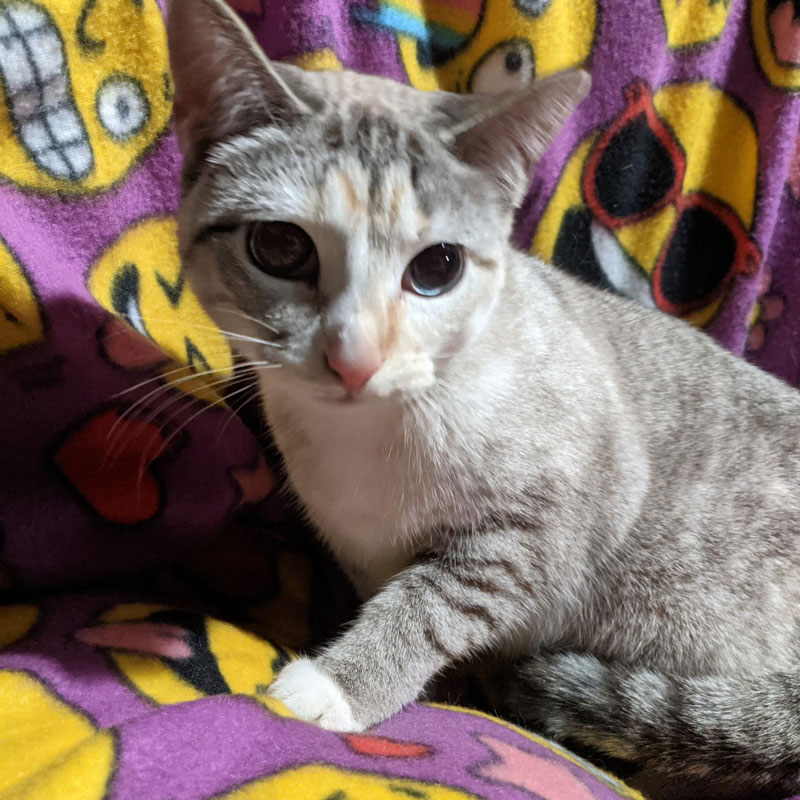 Alba – Adopted! – The Cafe Meow