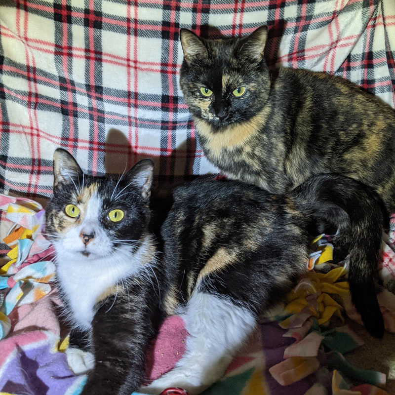 Ariel and Lucy – Adopted! – The Cafe Meow