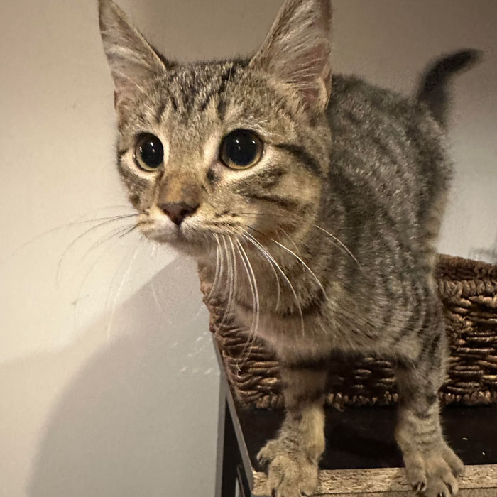 Lacy – Adopted! – The Cafe Meow