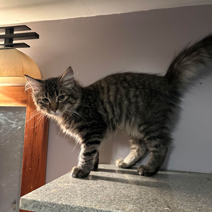 Luke Skywalker – Adopted! – The Cafe Meow