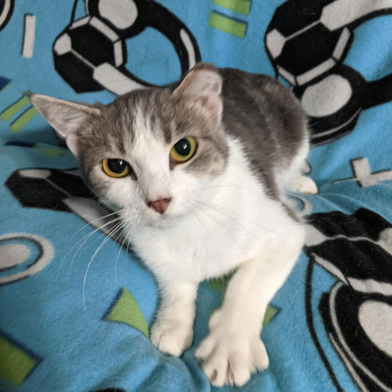 Minnie Mouse – Adopted! – The Cafe Meow