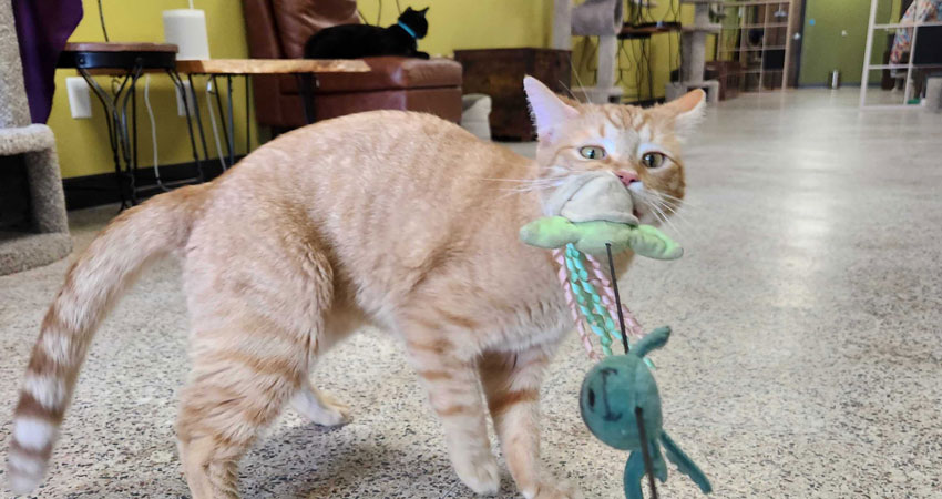 Roseville, MN – The Cafe Meow