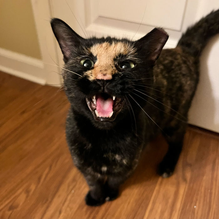 Talullah – Adopted! – The Cafe Meow