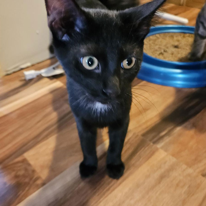 Isabelle – Adopted! – The Cafe Meow