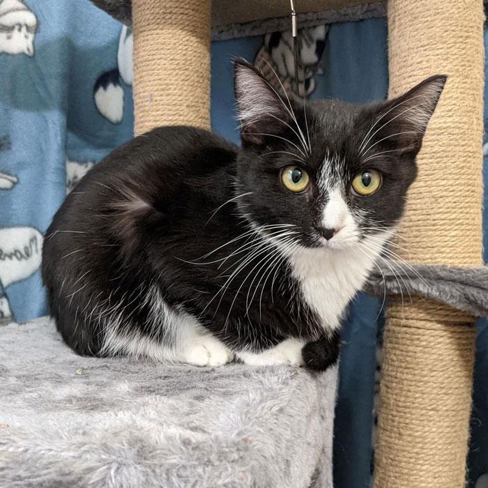 Robin – Adopted! – The Cafe Meow