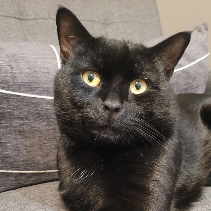 Blackbeard – Adopted! – The Cafe Meow