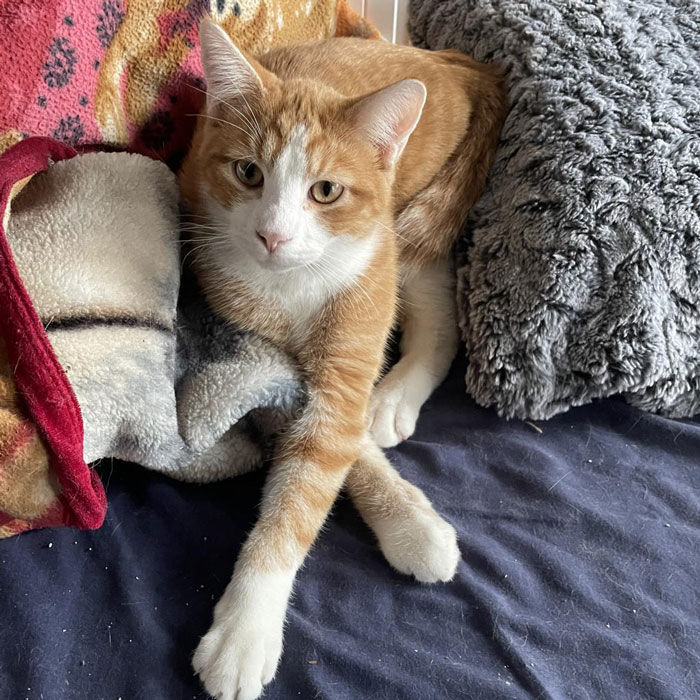 Earl – Adopted! – The Cafe Meow