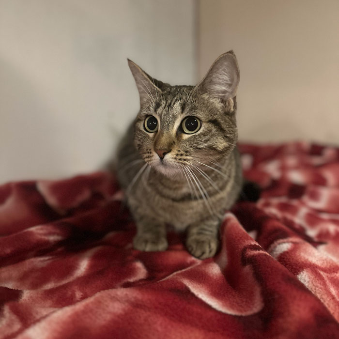 Ariel – Adopted! – The Cafe Meow