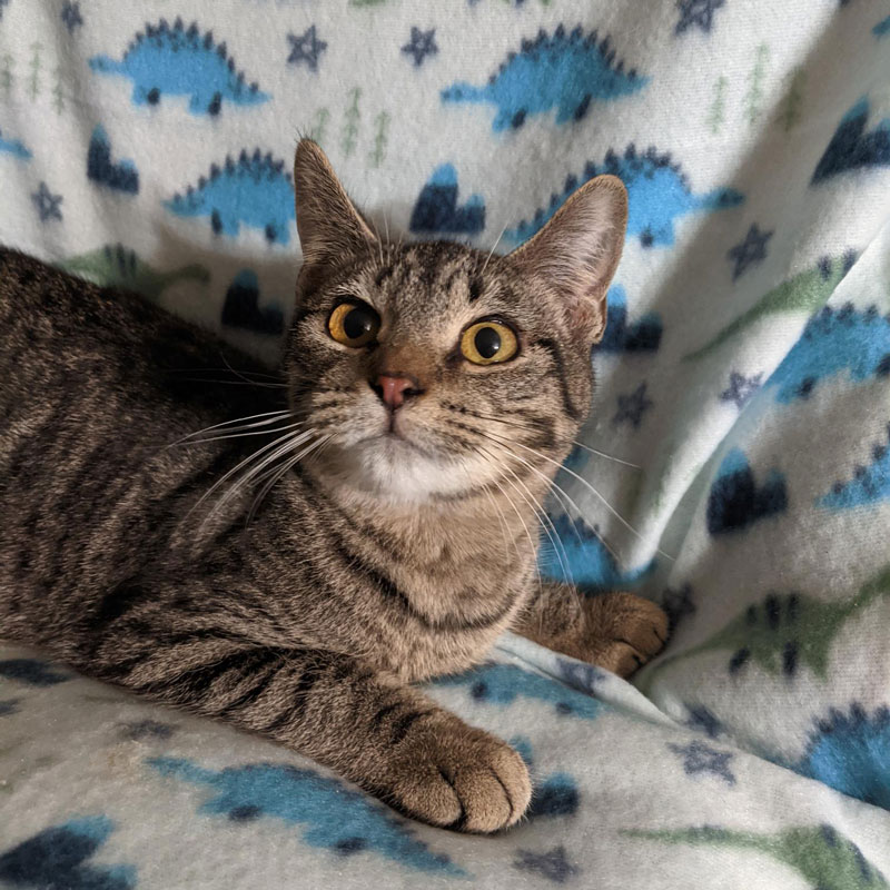 Fitzbit – Adopted! – The Cafe Meow