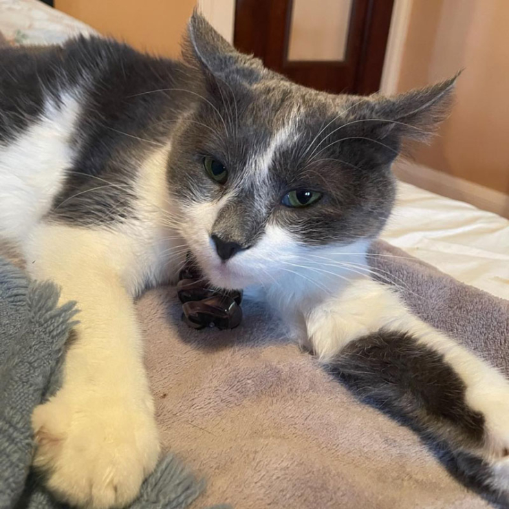 Tink – The Cafe Meow