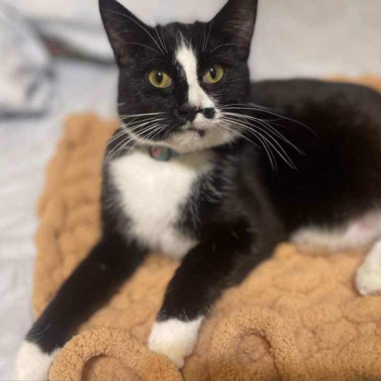 chip – The Cafe Meow