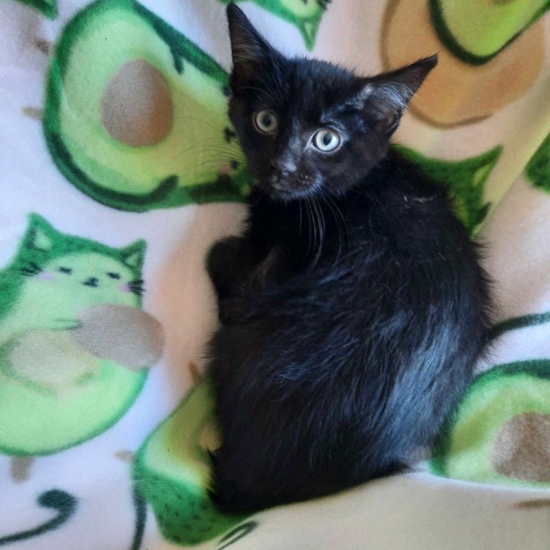 Raven – Adopted! – The Cafe Meow