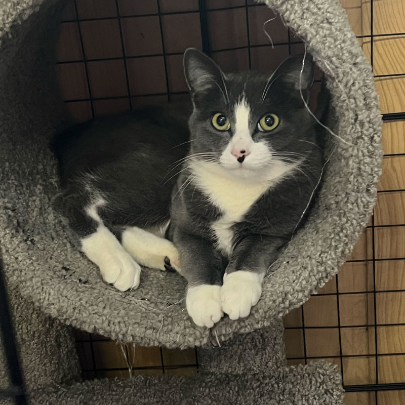 Less Tail – Adopted! – The Cafe Meow