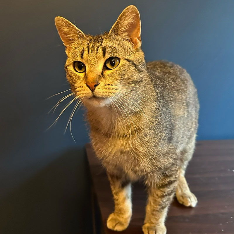 Chaz – Adopted! – The Cafe Meow