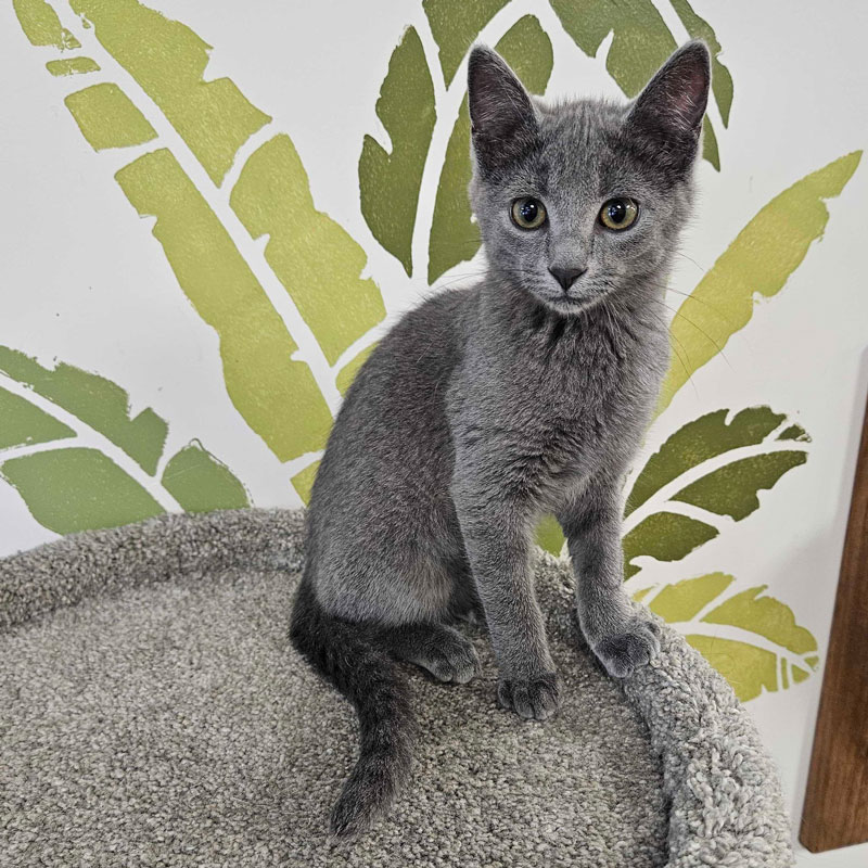 Biscuit – Adopted! – The Cafe Meow