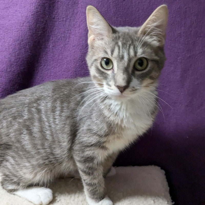 Newton – Adopted! – The Cafe Meow
