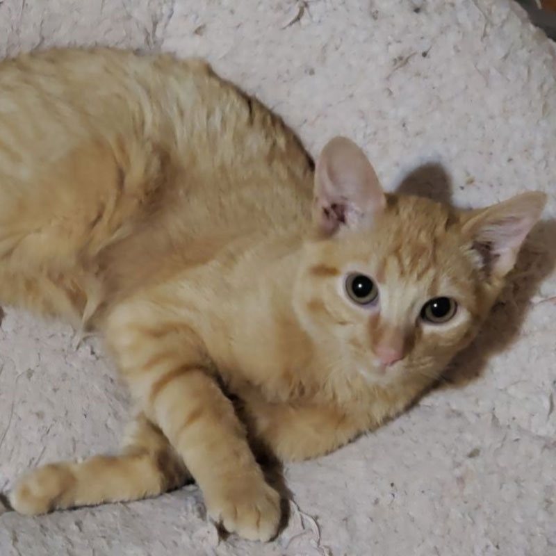 Barnie – Adopted! – The Cafe Meow