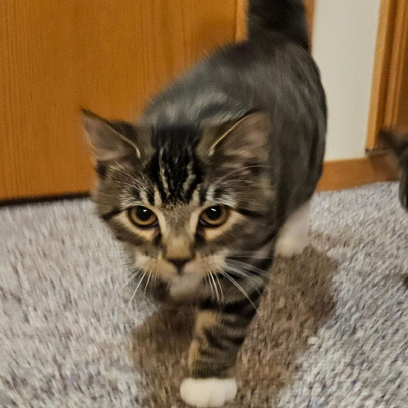 Pebbles – Adopted! – The Cafe Meow