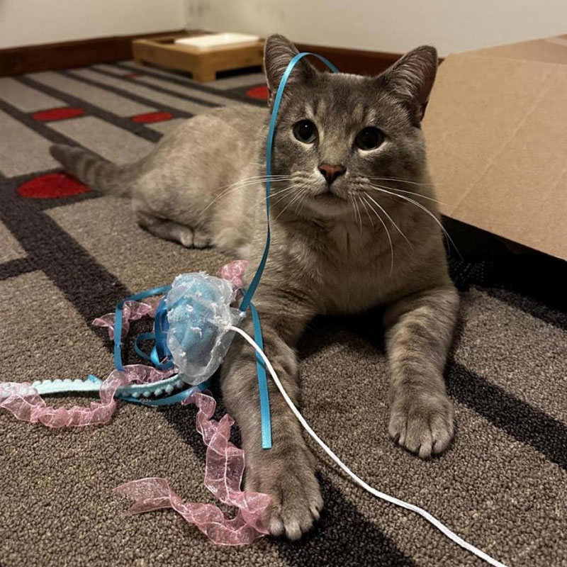 Doja – Adopted! – The Cafe Meow