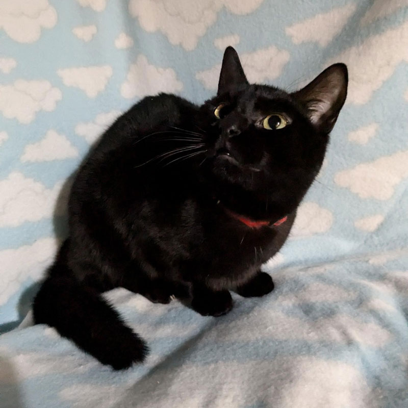 Dora – Adopted! – The Cafe Meow
