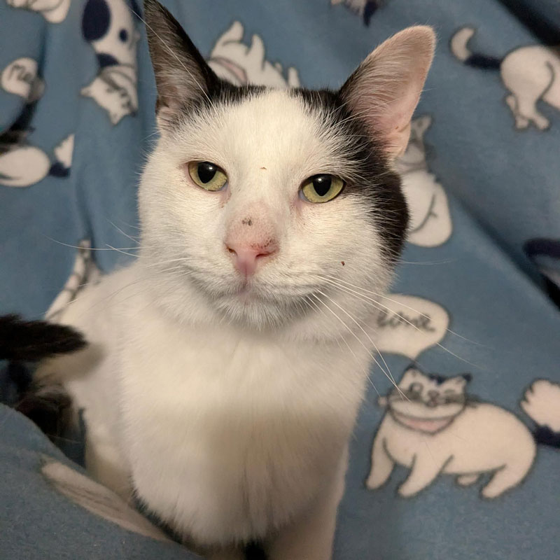 Franklin – The Cafe Meow