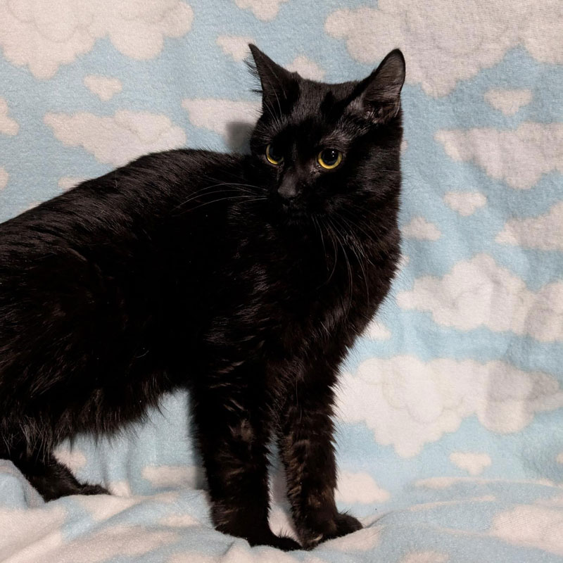 Nimbus – Adopted! – The Cafe Meow