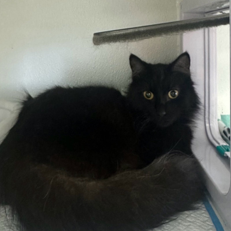 Fuzz Muffin – Adopted! – The Cafe Meow