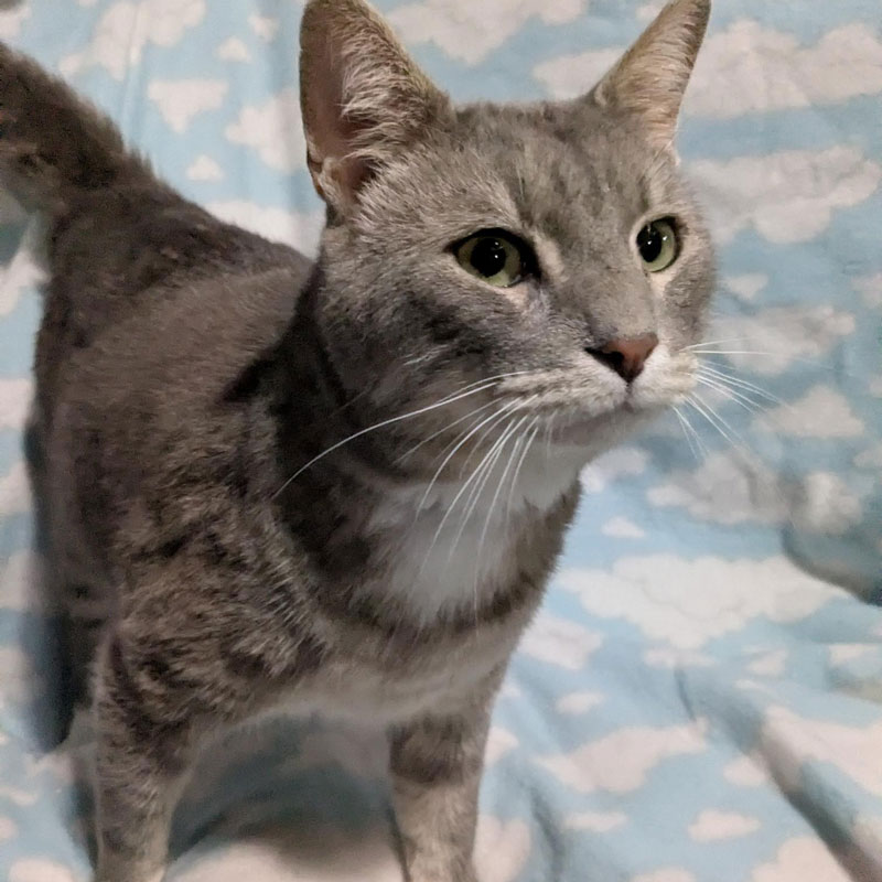 Smokey Joe Haze – Adopted! – The Cafe Meow