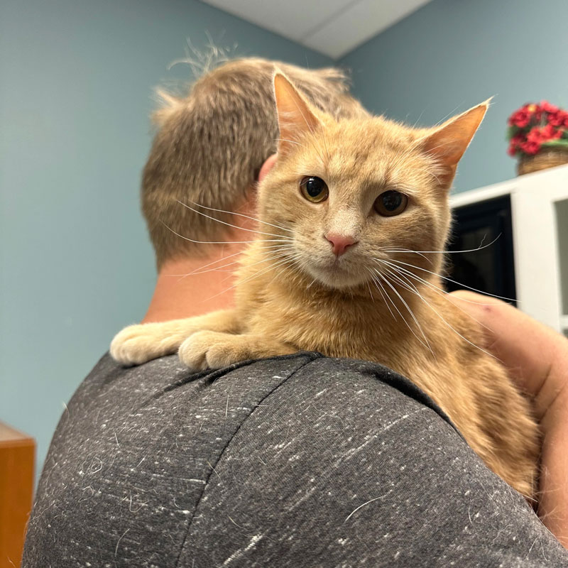Boston Rob – The Cafe Meow