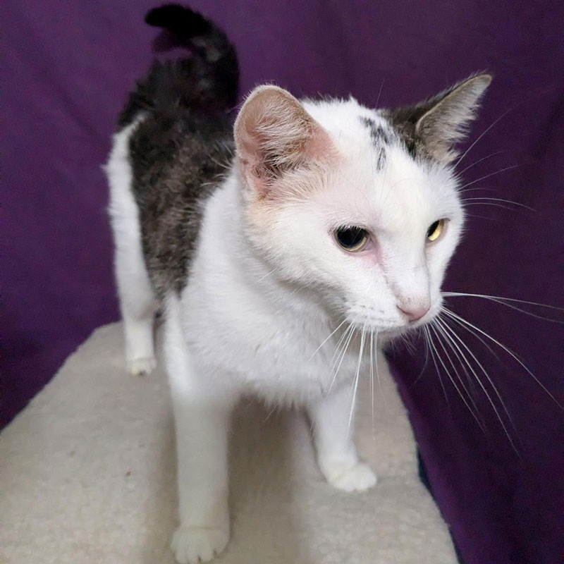 Cinderella Adopted! – The Cafe Meow